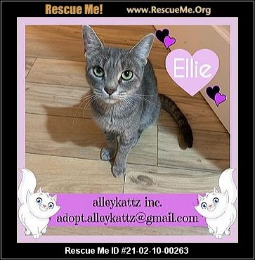 - New York Cat Rescue - ADOPTIONS - Rescue Me!