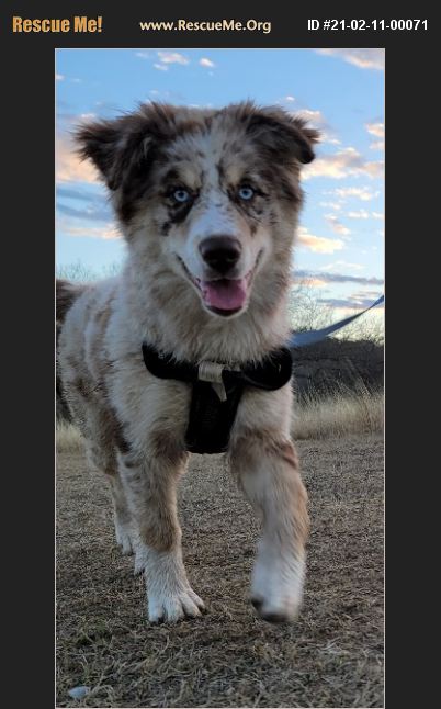 ADOPT 21021100071 ~ Australian Shepherd Rescue ~ Portland, OR