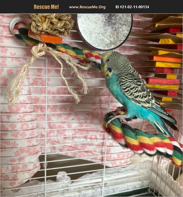 ADOPT 21021100134 ~ Pet Bird Rescue ~ Washington, IL