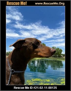 - New Mexico Dog Rescue - ADOPTIONS - Rescue Me!
