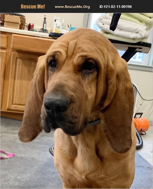 ADOPT 21021100196 ~ Bloodhound Rescue ~ Hot Springs Va, VA