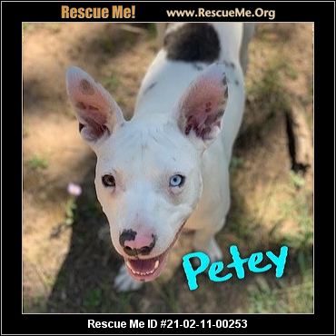 - Colorado Bull Terrier Rescue - ADOPTIONS - Rescue Me!
