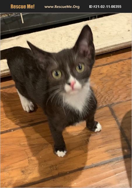 ADOPT 21021100355 ~ Domestic Cat Rescue ~ Colchester, VT