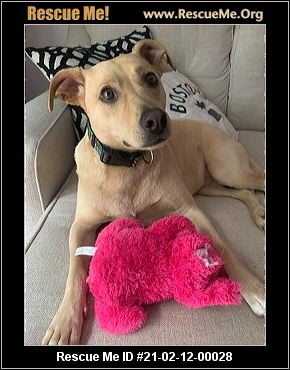 - Survivor Tails Animal Rescue - BOSTON, MA - AVAILABLE PETS