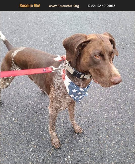 ADOPT 21021200035 ~ German Shorthaired Pointer Rescue ~ Yorktown, VA