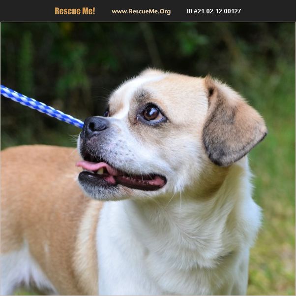 ADOPT 21021200127 ~ Pug Rescue ~ Siler City, NC