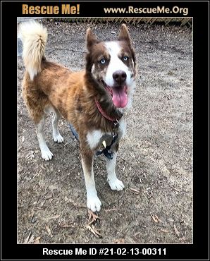 - Virginia Australian Shepherd Rescue - ADOPTIONS - Rescue Me!