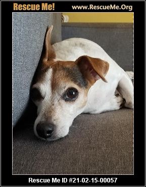 - Florida Jack Russell Rescue - ADOPTIONS - Rescue Me!