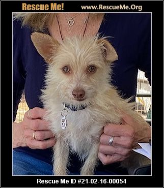 - California Border Terrier Rescue - ADOPTIONS - Rescue Me!