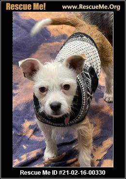 - California Jack Russell Rescue - ADOPTIONS - Rescue Me!