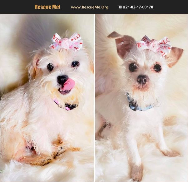 ADOPT 21021700178 ~ Maltese Rescue ~ Cary, NC