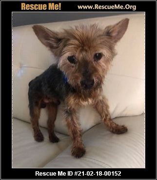 - Florida Yorkie Rescue - ADOPTIONS - Rescue Me!