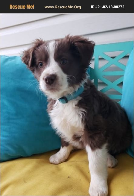 ADOPT 21021800272 ~ English Springer Spaniel Rescue ~ Scottsboro, AL