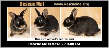 - Illinois Rabbit Rescue - ADOPTIONS - Rescue Me!