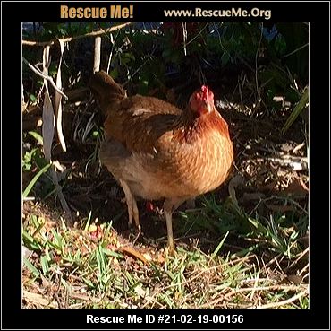 - Florida Farm Animal Rescue - ADOPTIONS - Rescue Me!