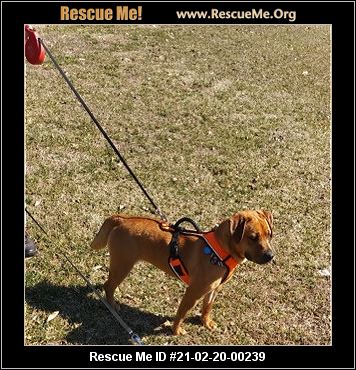 - Tennessee Dog Rescue - ADOPTIONS - Rescue Me!