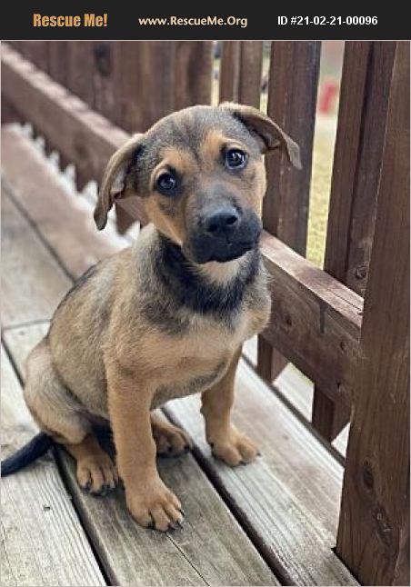 ADOPT 21022100096 ~ Australian Shepherd Rescue ~ Portland, OR