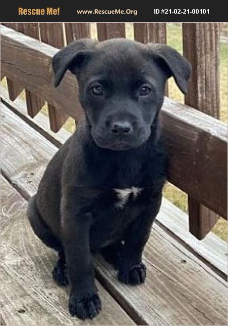 ADOPT 21022100101 ~ Australian Shepherd Rescue ~ Portland, OR