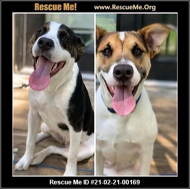 - New Jersey Dog Rescue - ADOPTIONS - Rescue Me!