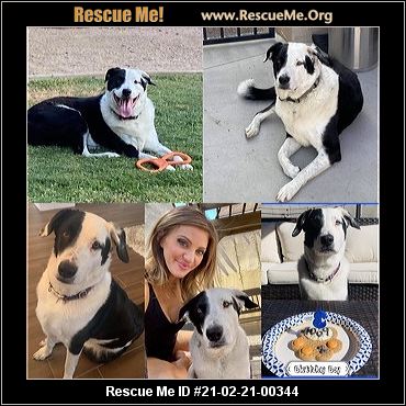 - Arizona Border Collie Rescue - ADOPTIONS - Rescue Me!