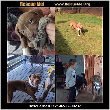 - Oregon Dog Rescue - ADOPTIONS - Rescue Me!