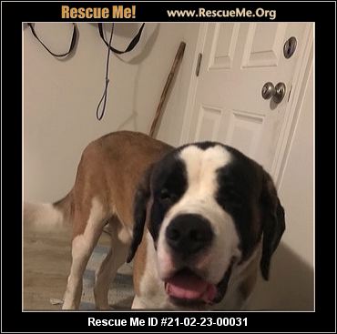 - Florida Saint Bernard Rescue - ADOPTIONS - Rescue Me!