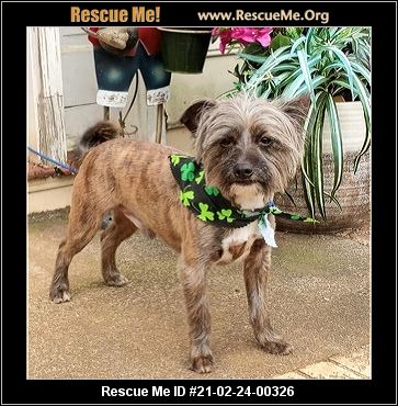 - Georgia Yorkie Rescue - ADOPTIONS - Rescue Me!