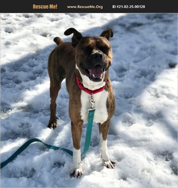 ADOPT 21022500128 ~ Boxer Rescue ~ Bethel, CT