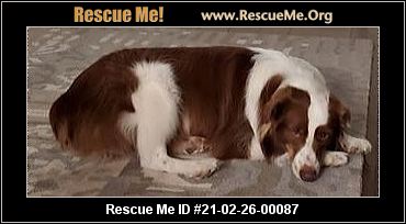 - Oregon Australian Shepherd Rescue - ADOPTIONS - Rescue Me!