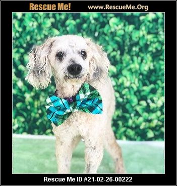 - California Poodle Rescue - ADOPTIONS - Rescue Me!