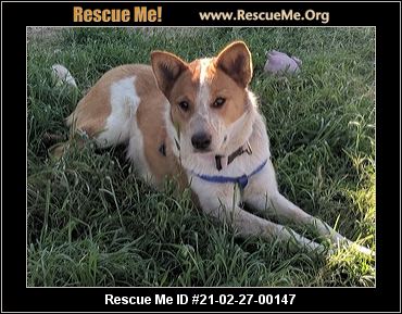- California Basenji Rescue - ADOPTIONS - Rescue Me!