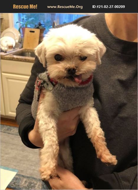 ADOPT 21022700209 ~ Maltese Rescue ~ Eugene, OR