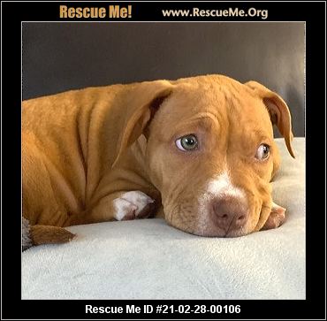 - Michigan Dog Rescue - ADOPTIONS - Rescue Me!
