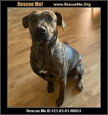 - Texas Bloodhound Rescue - ADOPTIONS - Rescue Me!