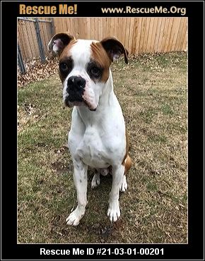- Kansas Boxer Rescue - ADOPTIONS - Rescue Me!