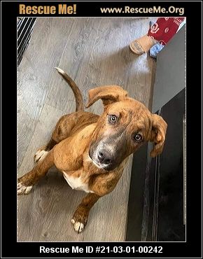 - Oklahoma Dog Rescue - ADOPTIONS - Rescue Me!