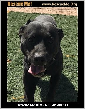 - Arizona Pit Bull Rescue - ADOPTIONS - Rescue Me!