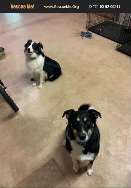 ADOPT 21030200311 ~ Border Collie Rescue ~ Newnan, GA