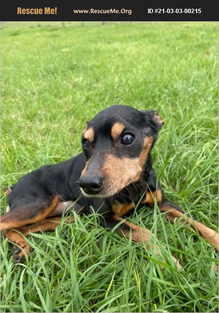 ADOPT 21030300215 ~ Miniature Pinscher Rescue ~ Brooksville, FL