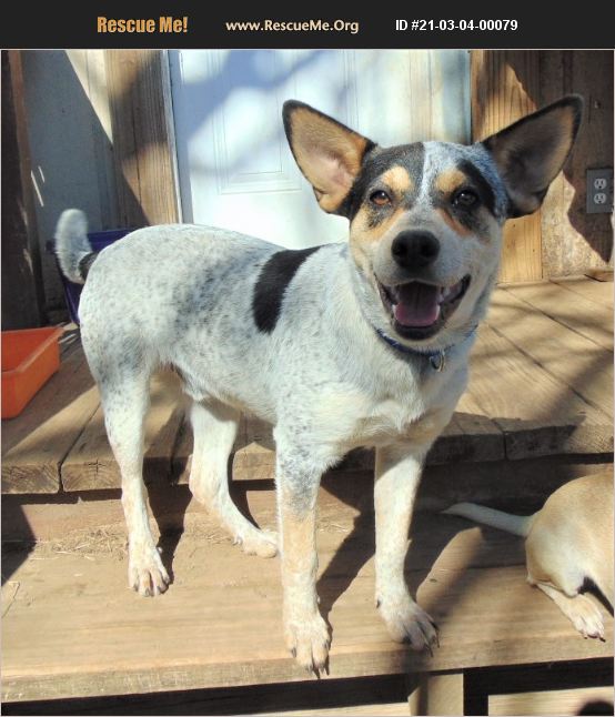 ADOPT 21030400079 ~ Australian Cattle Dog Rescue ~ Portland, OR