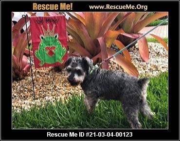 - Florida Schnauzer Rescue - ADOPTIONS - Rescue Me!