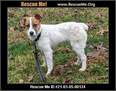 - Tennessee Dog Rescue - ADOPTIONS - Rescue Me!