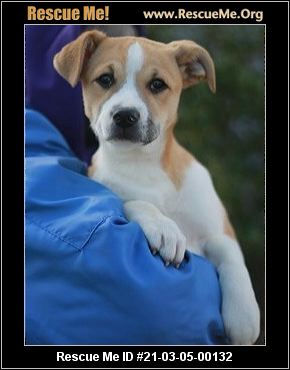 - Tennessee Dog Rescue - ADOPTIONS - Rescue Me!