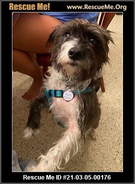 - Florida Schnauzer Rescue - ADOPTIONS - Rescue Me!