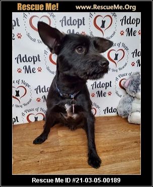 - Florida Schnauzer Rescue - ADOPTIONS - Rescue Me!