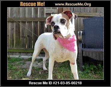 - Georgia Boxer Rescue - ADOPTIONS - Rescue Me!