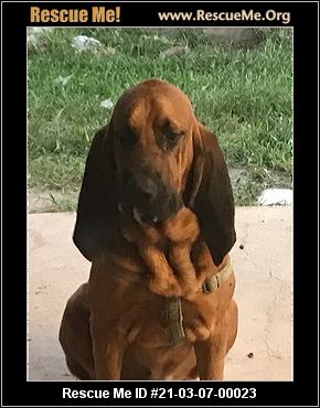 - Texas Bloodhound Rescue - ADOPTIONS - Rescue Me!