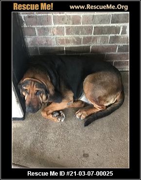 - Texas Bloodhound Rescue - ADOPTIONS - Rescue Me!
