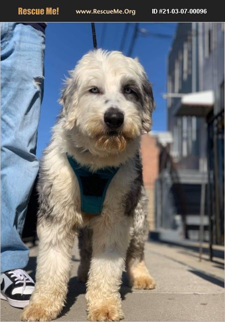 ADOPT 21030700096 ~ Old English Sheepdog Rescue ~ Washington, DC