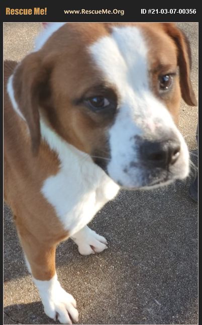 ADOPT 21030700356 ~ Boxer Rescue ~ Lebanon, CT